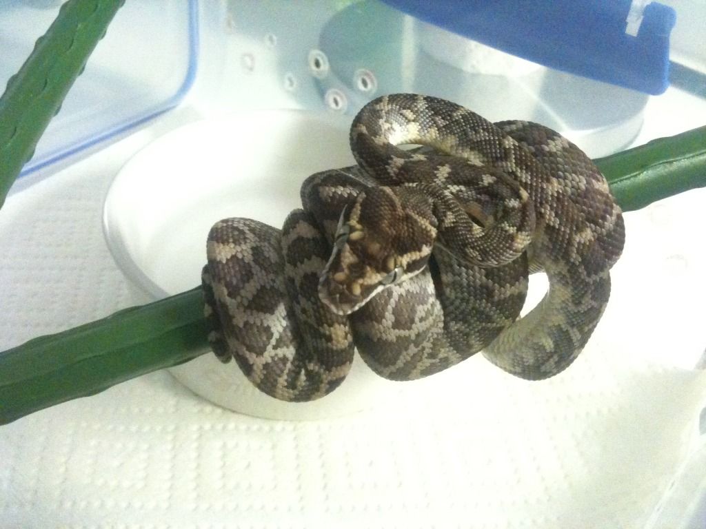 Rough scaled python pics | Aussie Pythons & Snakes Forum
