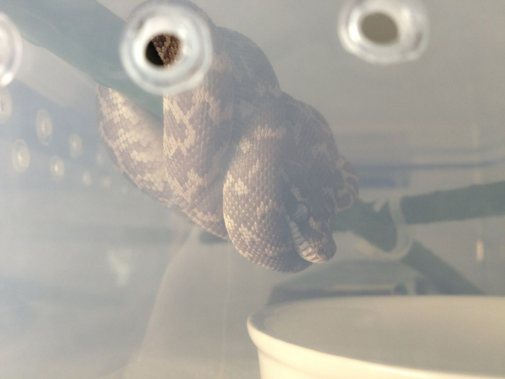 Rough scaled python pics | Aussie Pythons & Snakes Forum