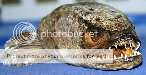 WEIRDEST BUT CUTE CREATURES