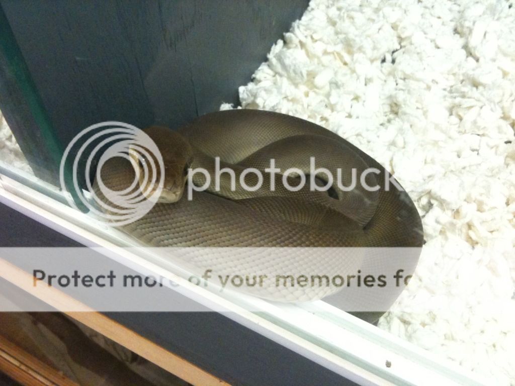 Olive Python Thread | Page 12 | Aussie Pythons & Snakes Forum