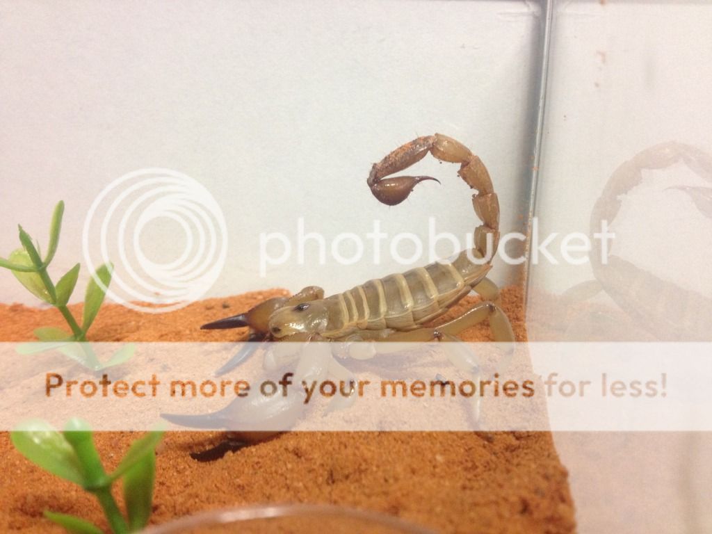 Show us your scorpions:) | Aussie Pythons & Snakes Forum