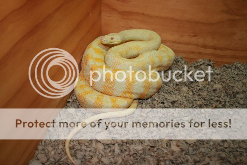 Male, ALBINO Darwin Carpet Python. | Aussie Pythons & Snakes Forum
