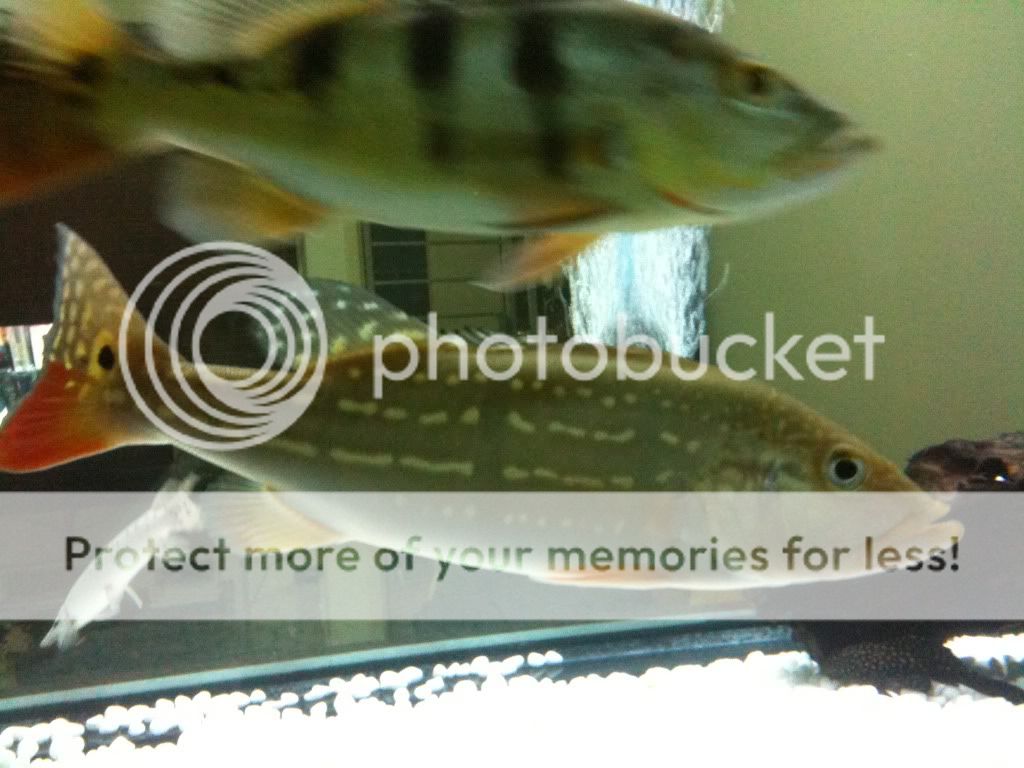 Spotted gar, PB temensis | MonsterFishKeepers.com